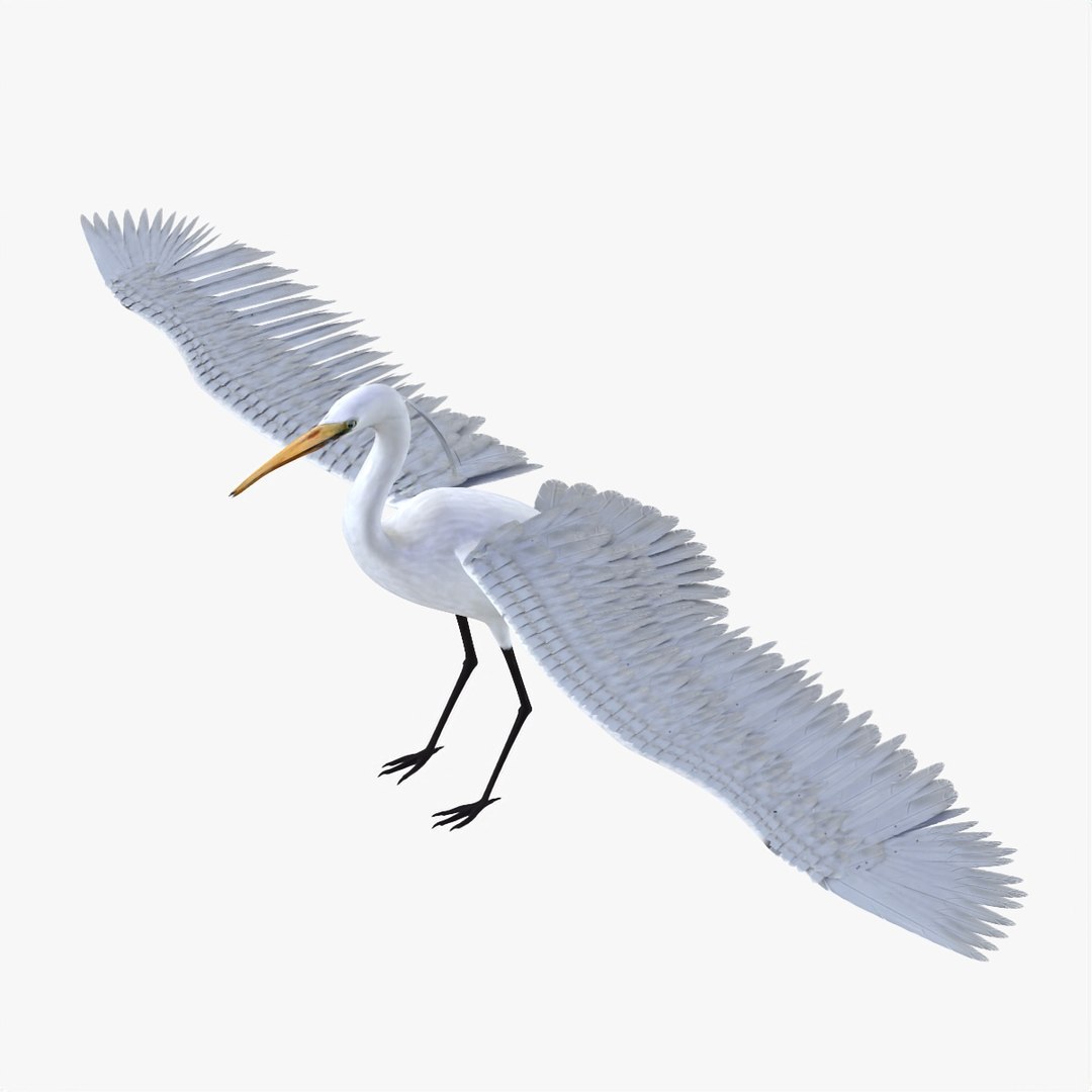 3D Bird Egret Model - TurboSquid 1536384