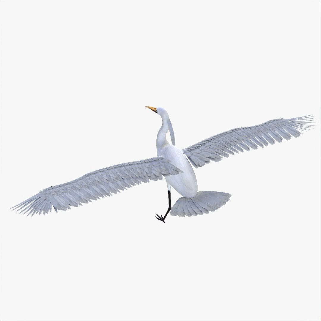 3D Bird Egret Model - TurboSquid 1536384