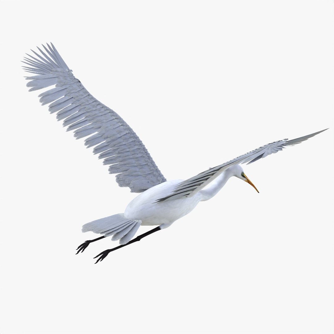 3D Bird Egret Model - TurboSquid 1536384