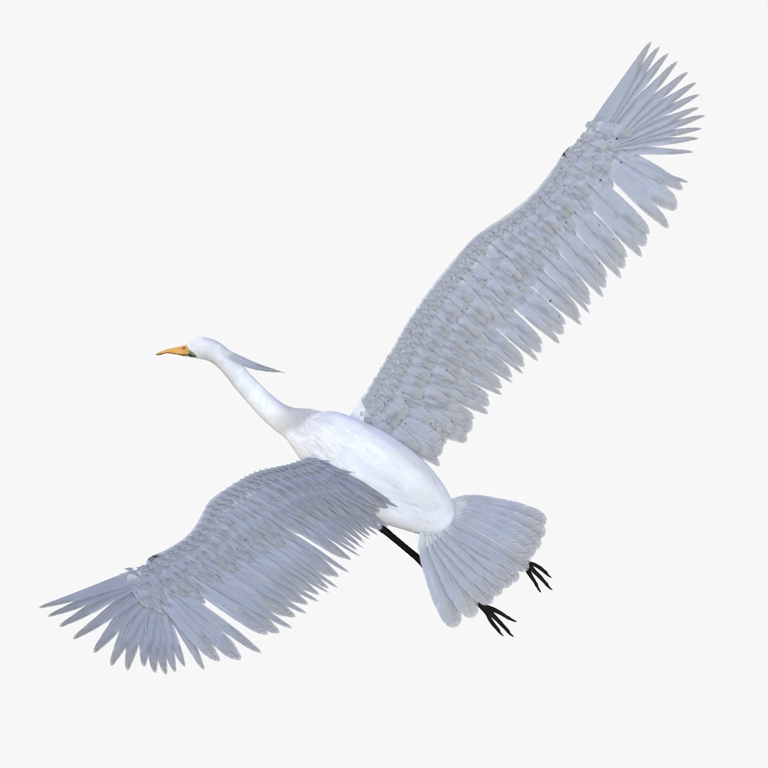 3D Bird Egret Model - TurboSquid 1536384