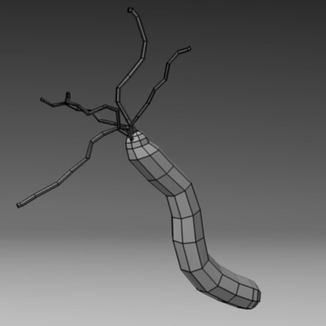 3d Helicobacter Pylori Model