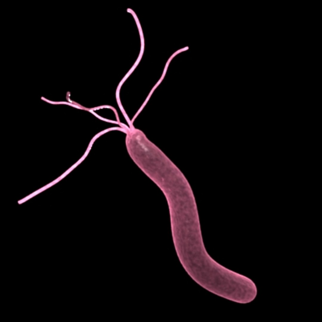 3d Helicobacter Pylori Model