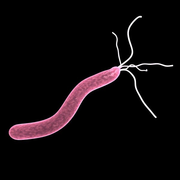 Helicobacter Pylori 3D Models for Download | TurboSquid