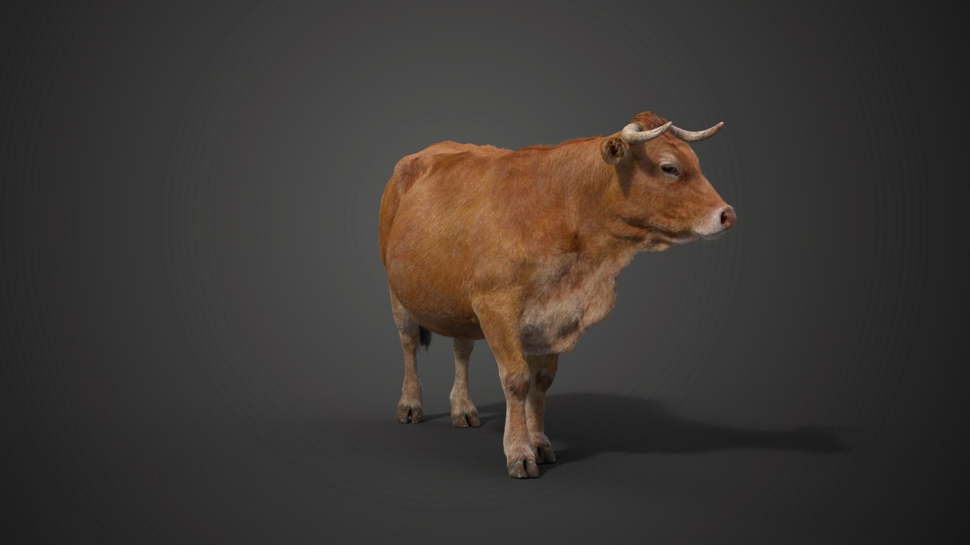 Cattle Cow Animated model - TurboSquid 2078886