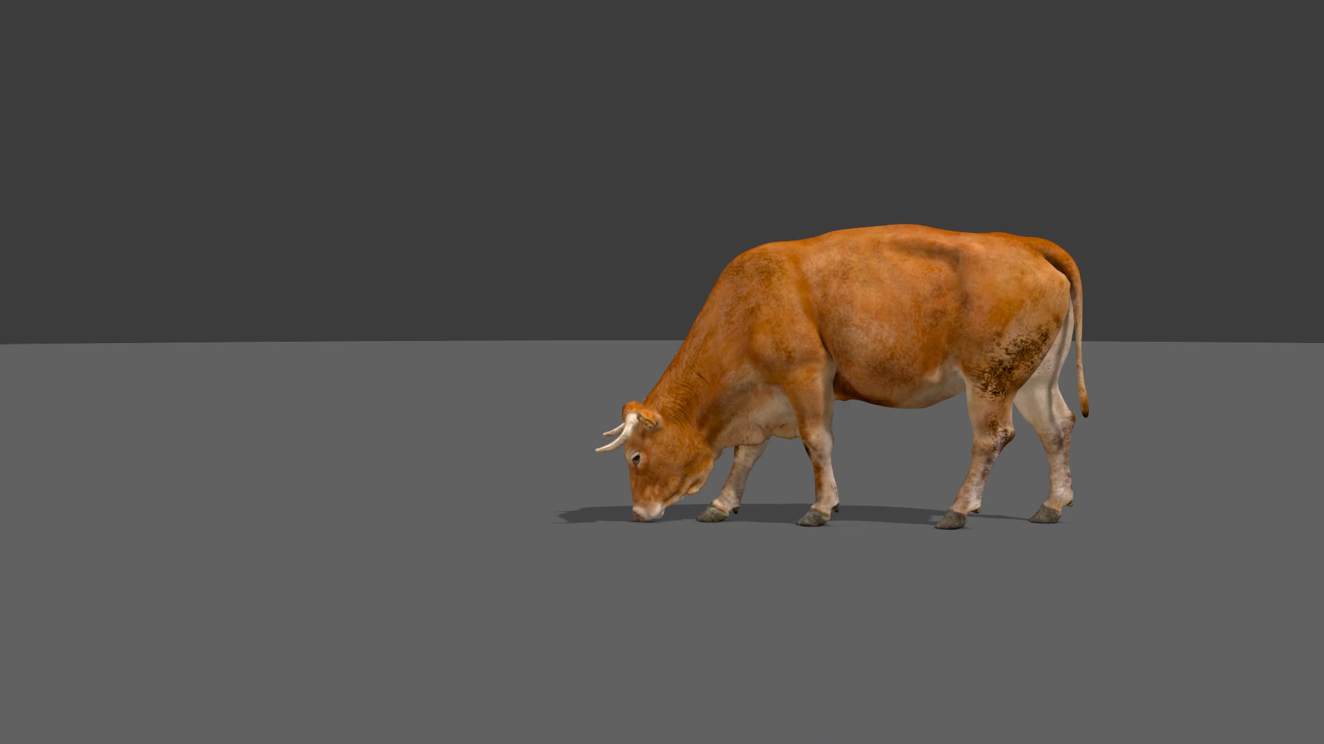 Cattle Cow Animated Model - TurboSquid 2078886