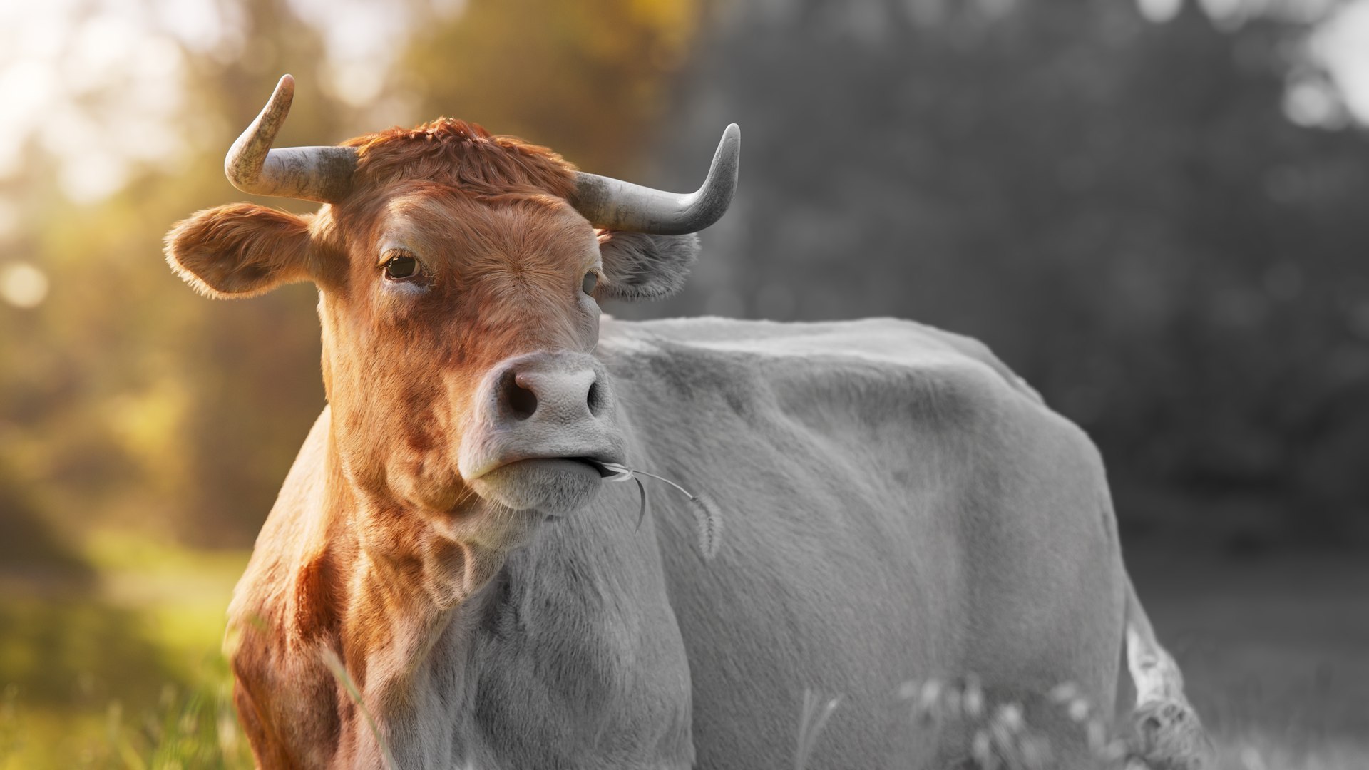 Cattle Cow Animated Model - TurboSquid 2078886
