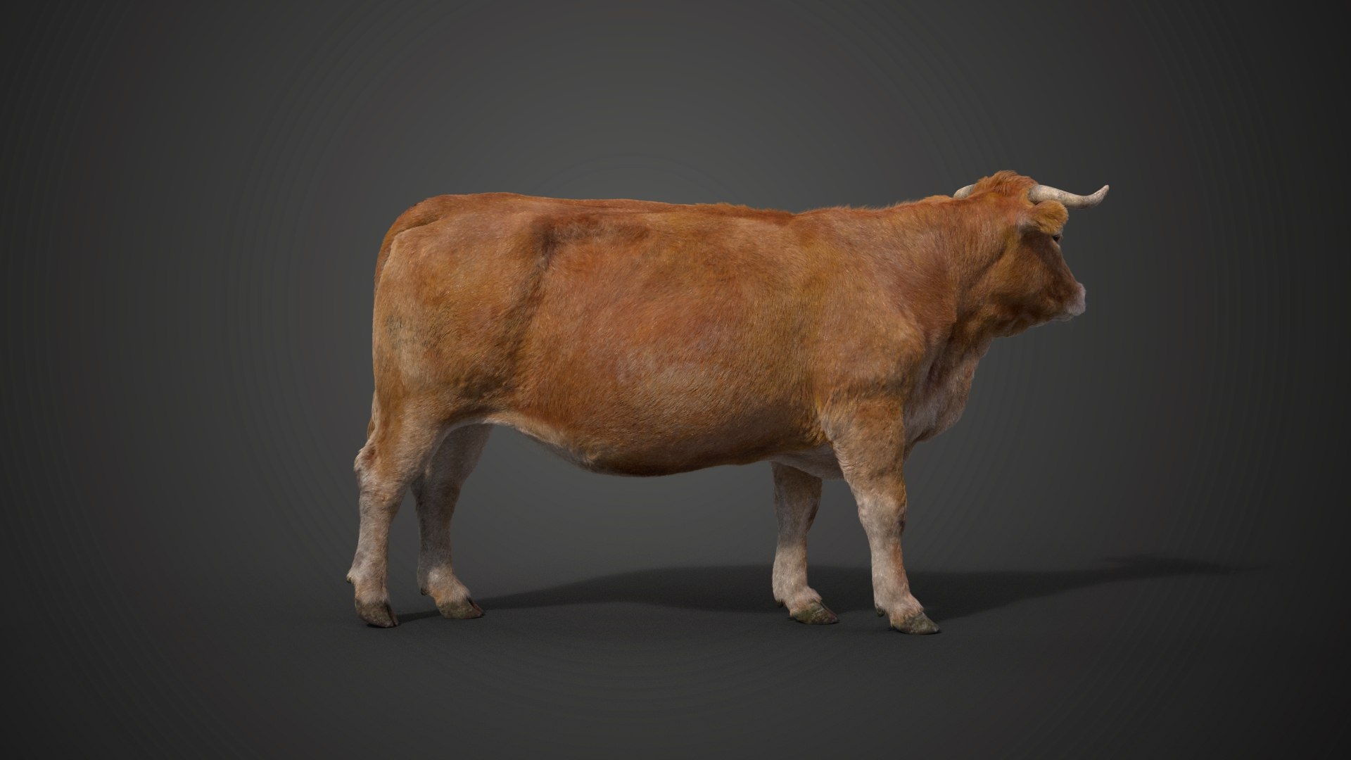 Cattle Cow Animated model - TurboSquid 2078886