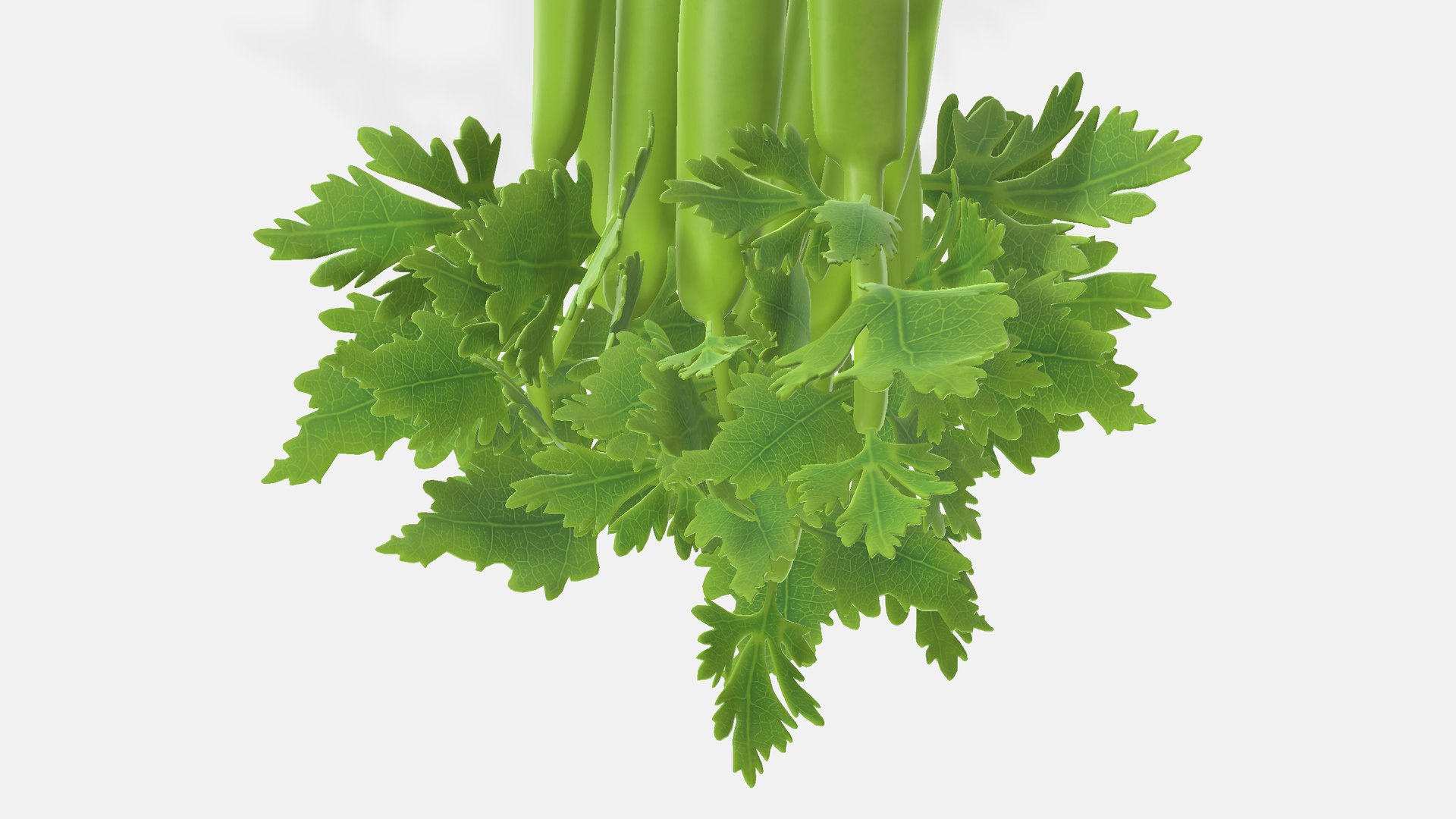 Celery Model - TurboSquid 2347323