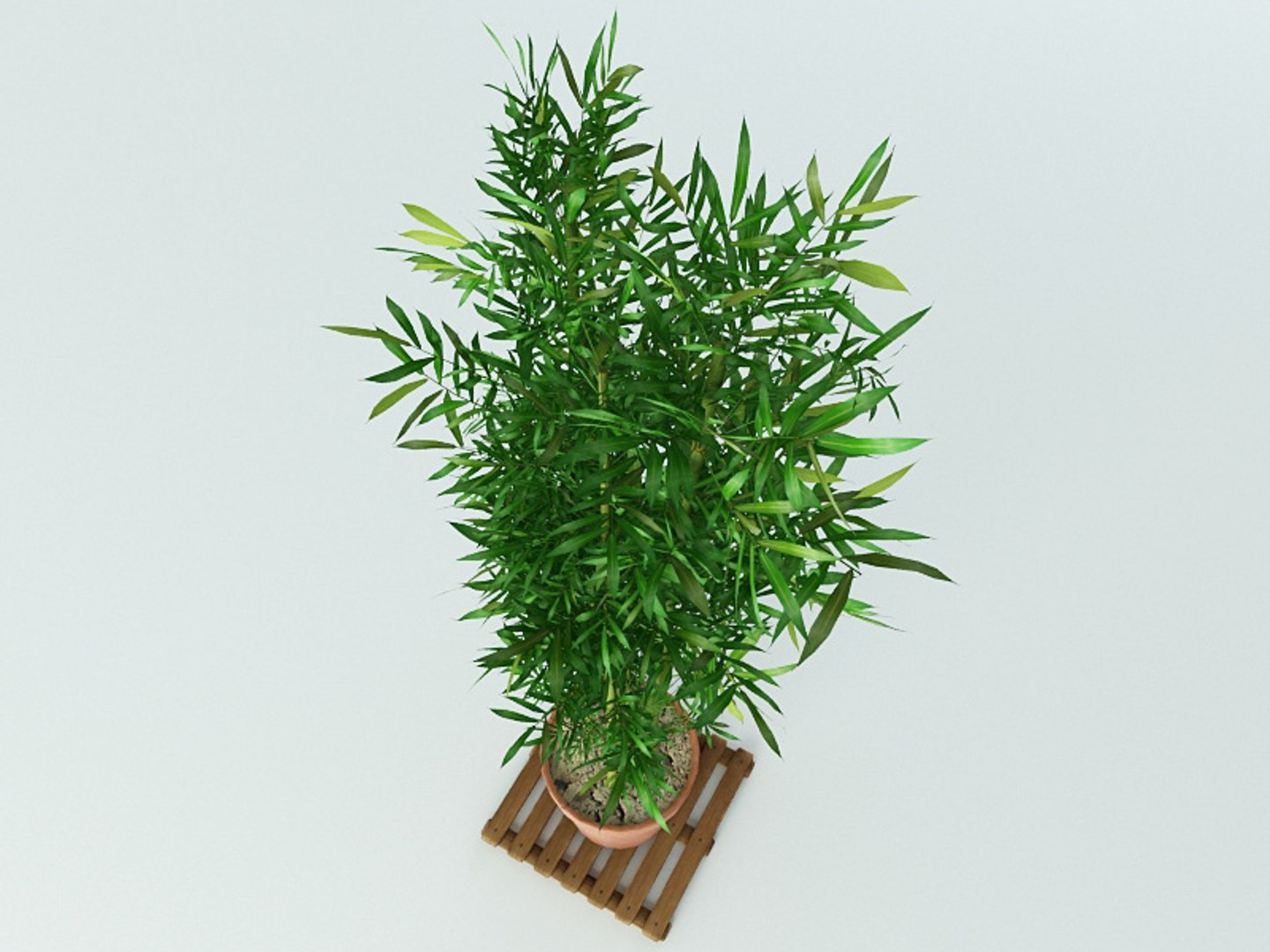 3d Bamboo Bush Model