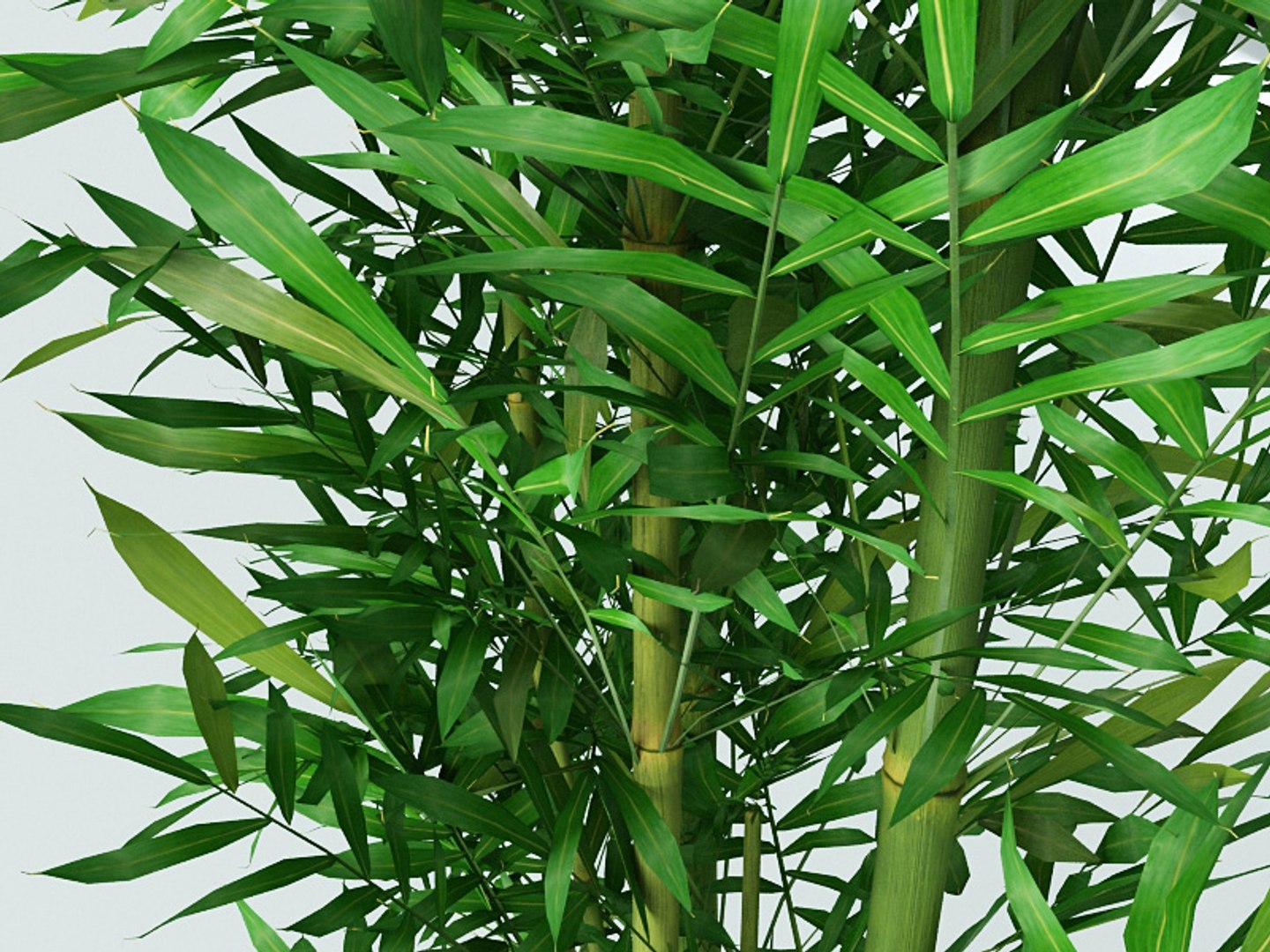 3d Bamboo Bush Model