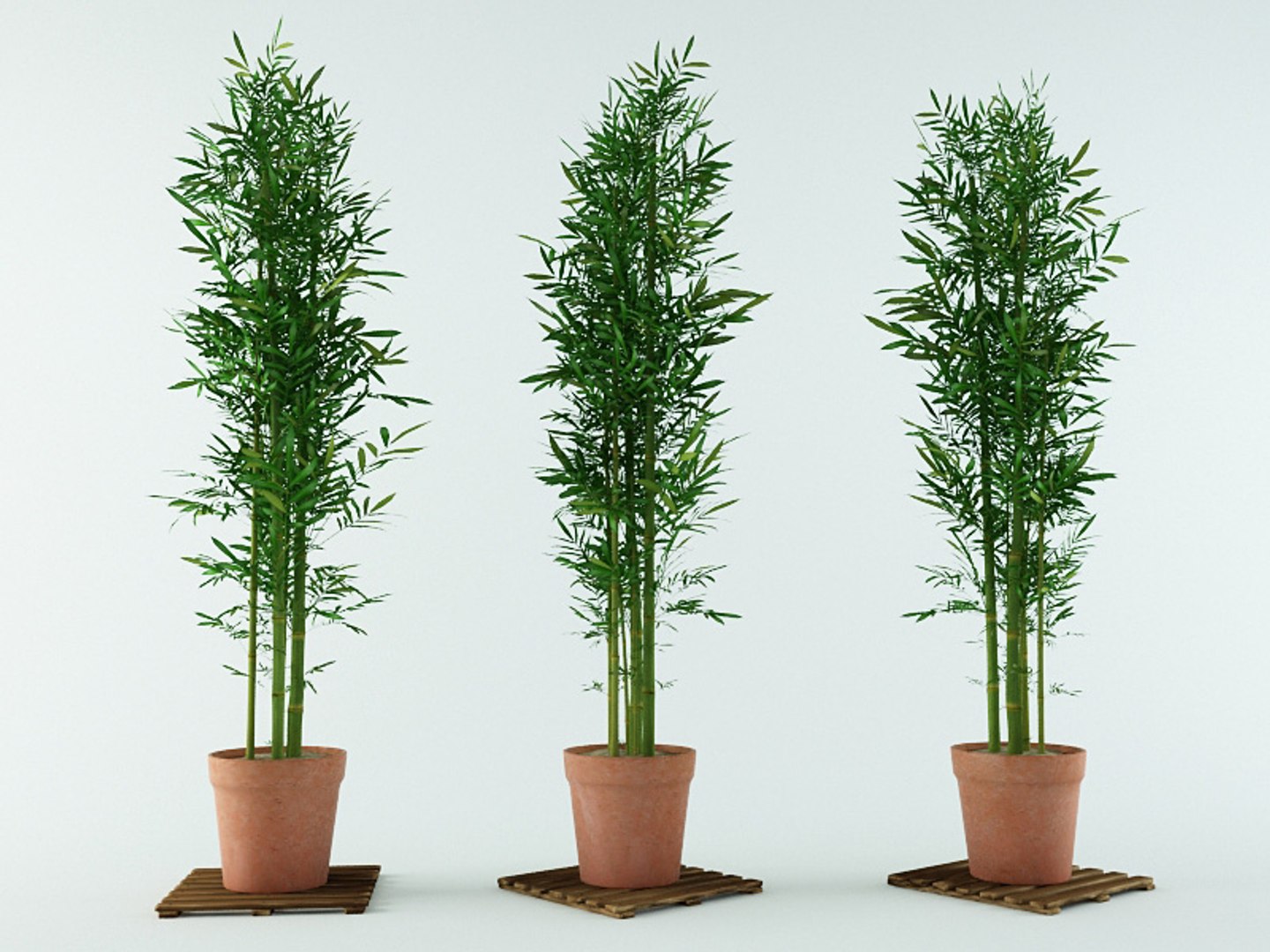 3d Bamboo Bush Model