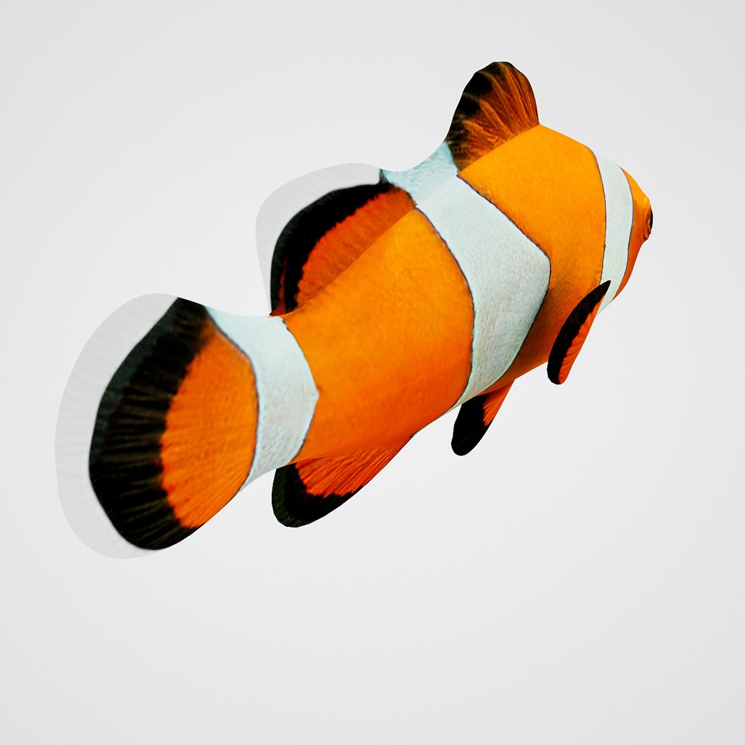 3d Fish Clownfish Clown
