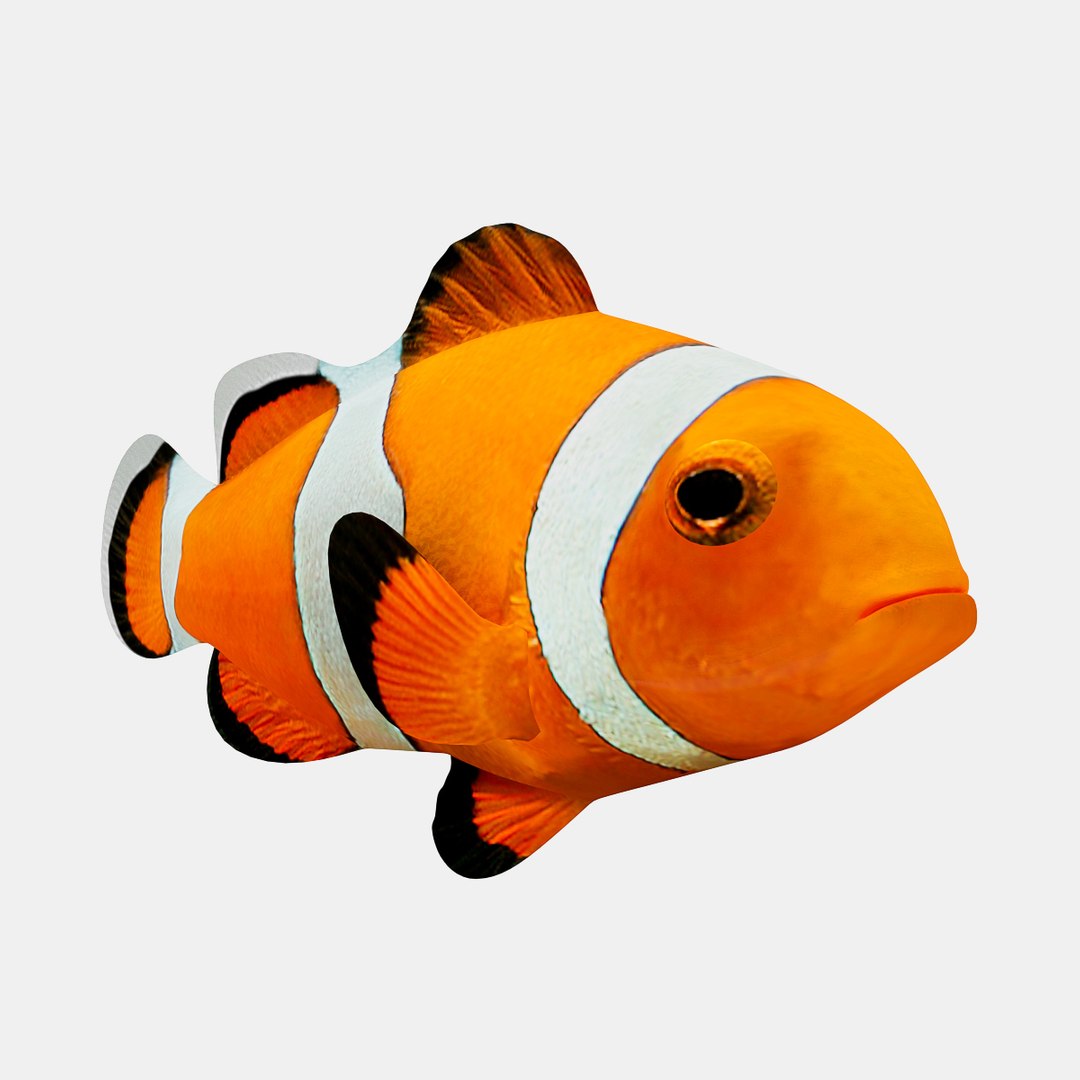 3d Fish Clownfish Clown