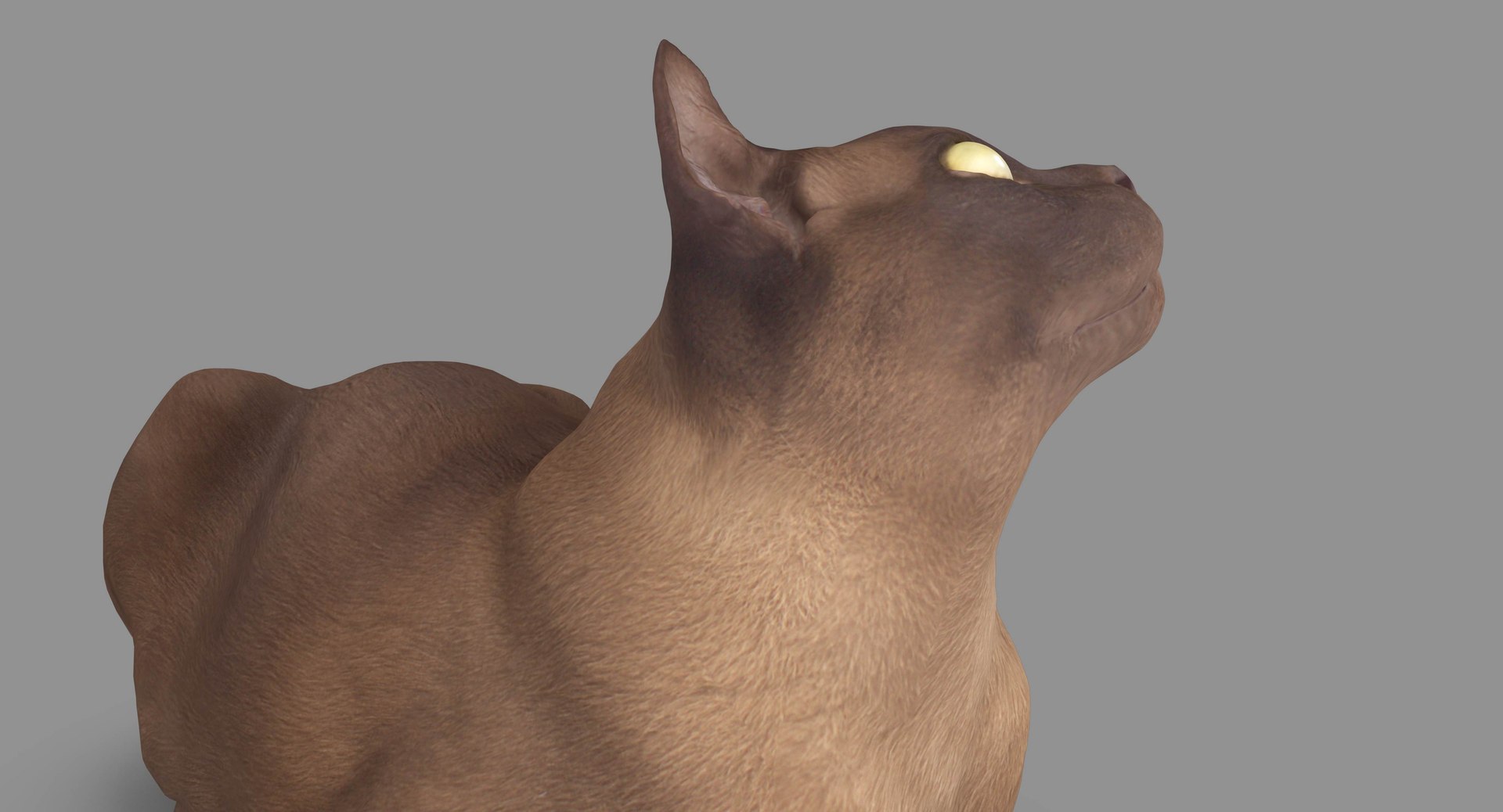 Cat Abyssinian 3D Model - TurboSquid 1329472