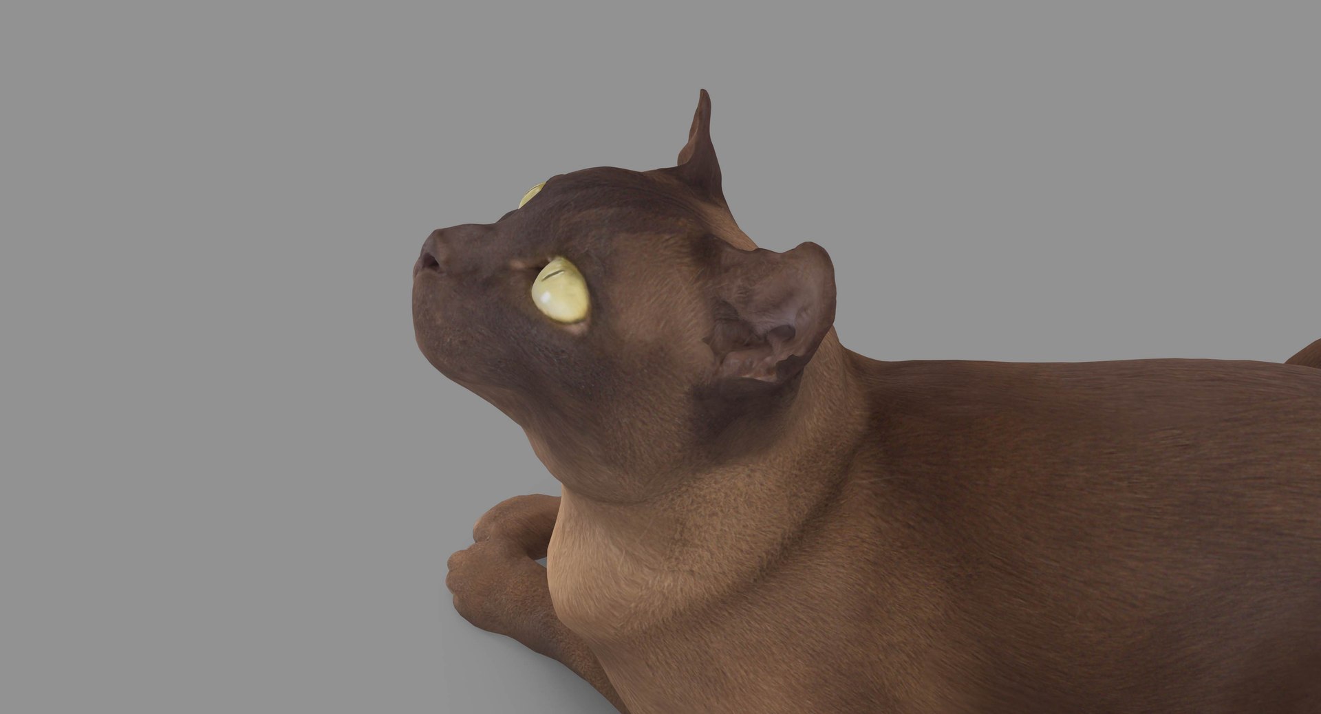 Cat Abyssinian 3D Model - TurboSquid 1329472
