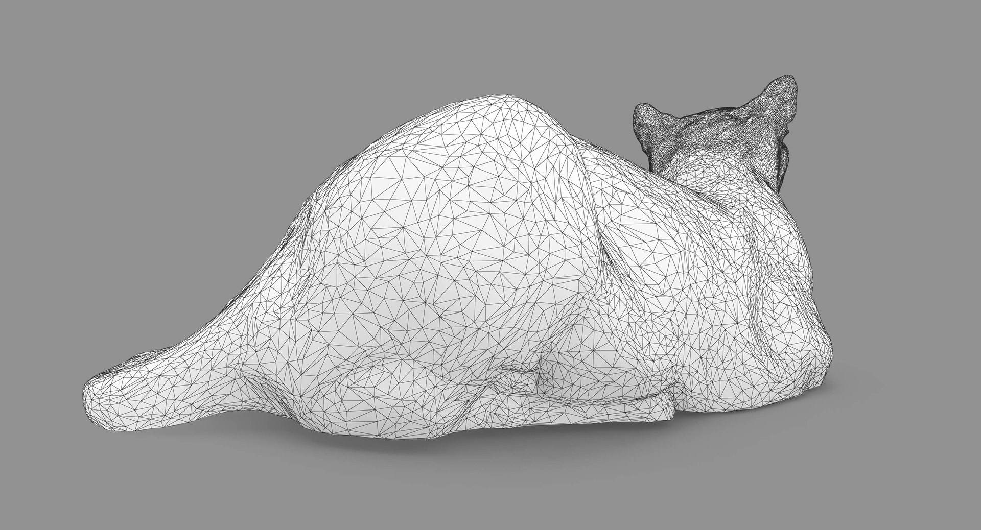 Cat Abyssinian 3D Model - TurboSquid 1329472