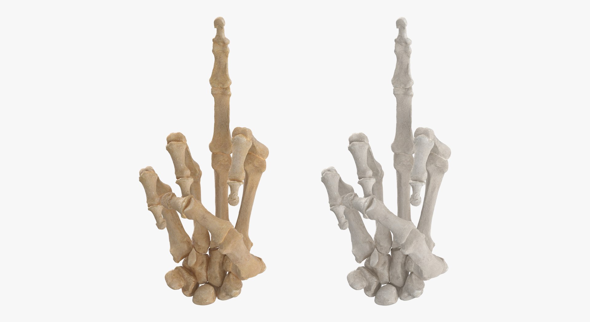 Human Hand Bones Signs White and Yellow Collection 04 - 4 models 3D ...