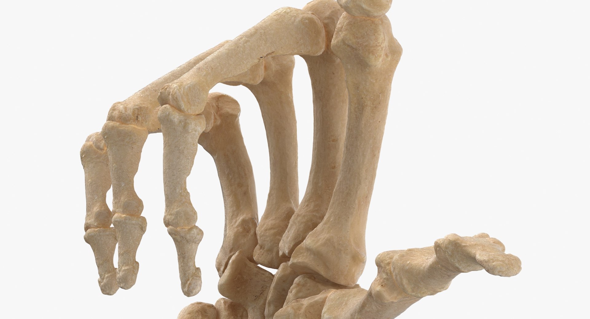 Human Hand Bones Signs White and Yellow Collection 04 - 4 models 3D ...