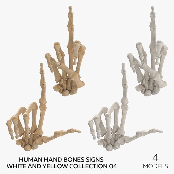 Skeletal Hand 3D Models for Download | TurboSquid