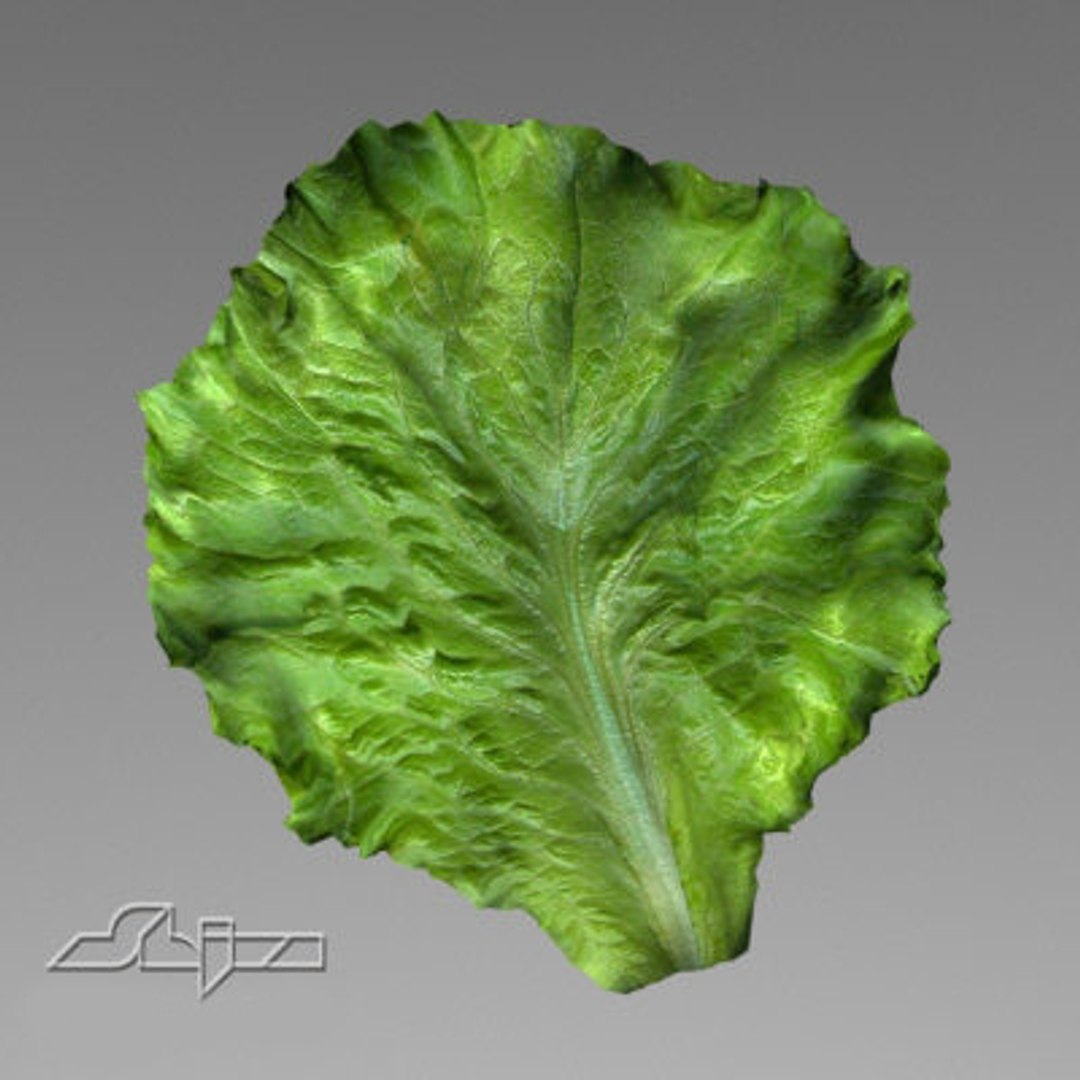 Lettuce Leave 3d Model