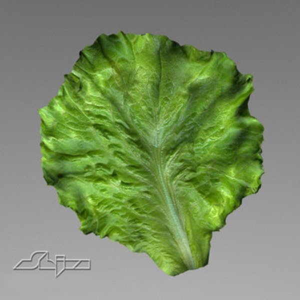 lettuce leave 3d model