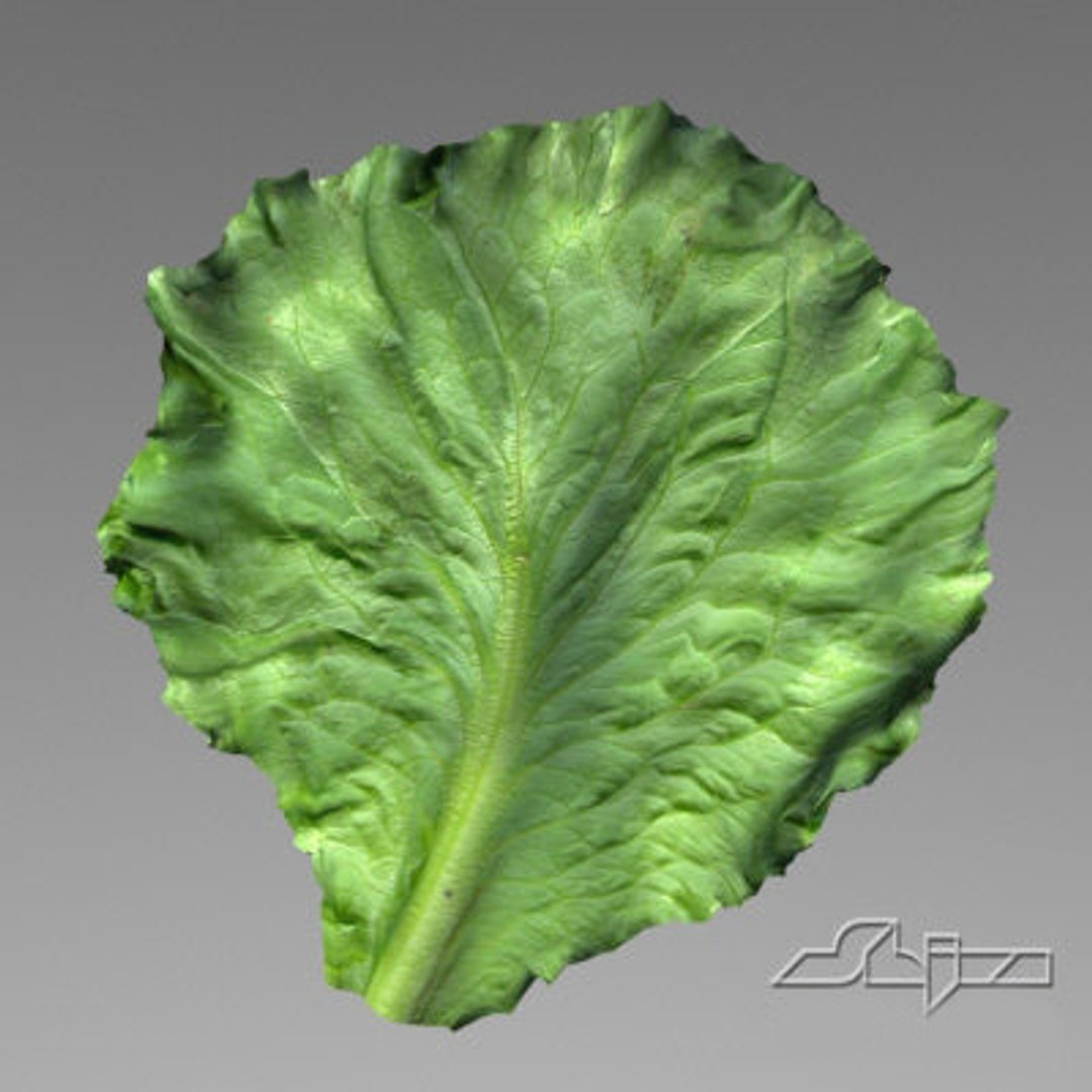 Lettuce Leave 3d Model