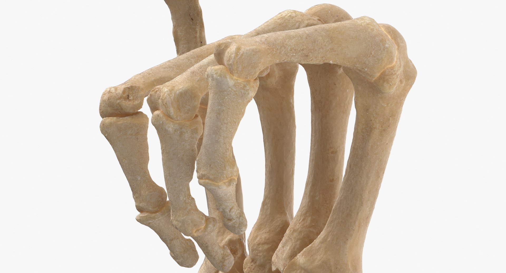 Human Hand Bones Hang Loose Sign White And Yellow Collection 01 - 2 ...