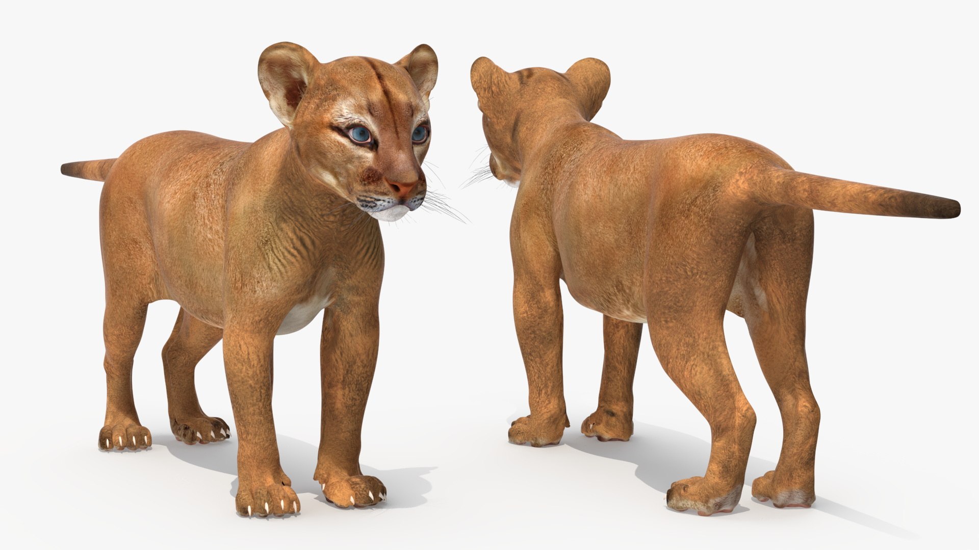 3D Model Puma Cub Standing Pose - TurboSquid 2350823