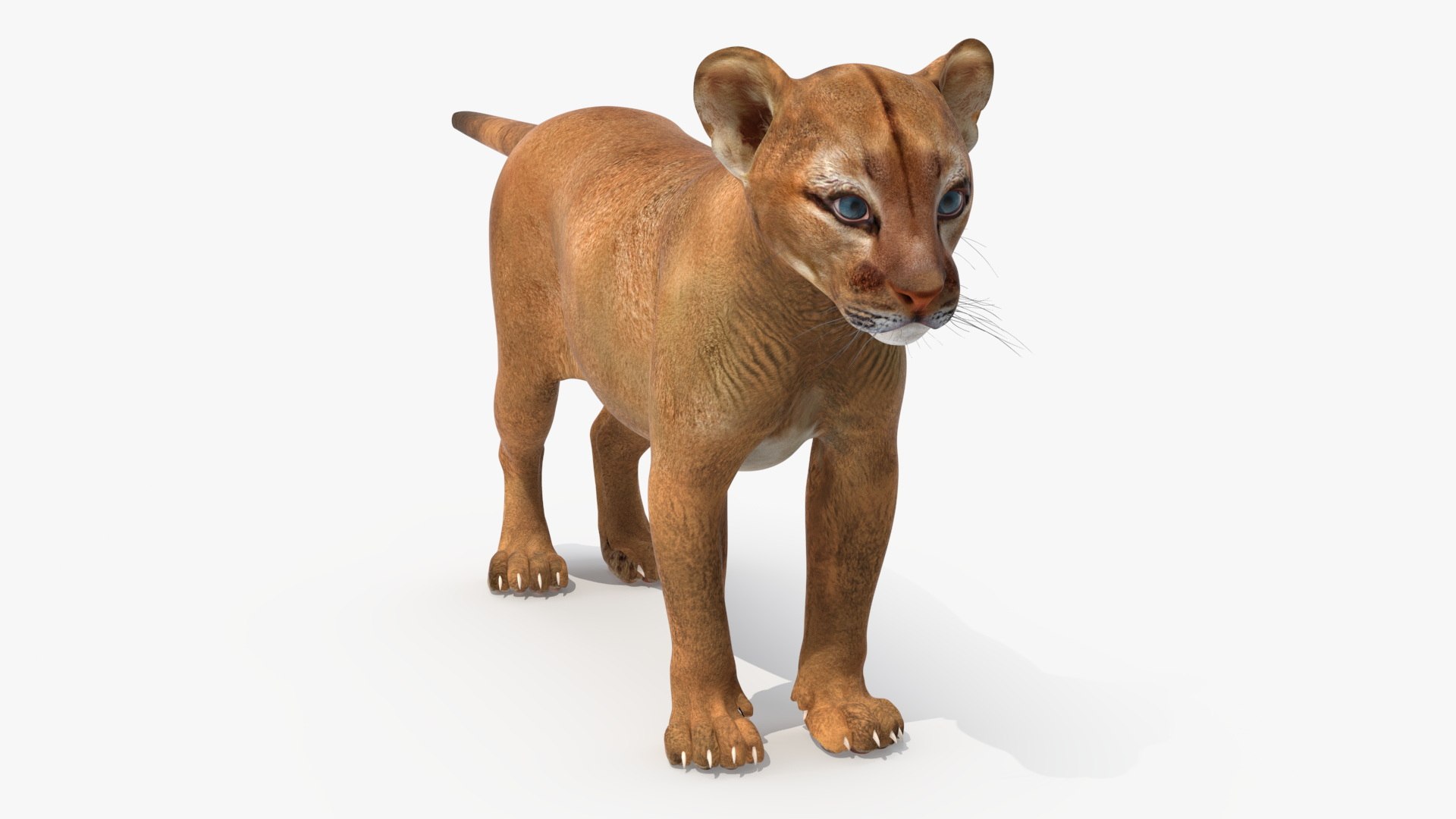 3D Model Puma Cub Standing Pose - TurboSquid 2350823