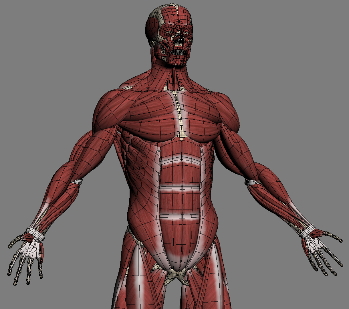 3d model realistic anatomy skeleton muscles