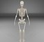 rigged skelet 3d model