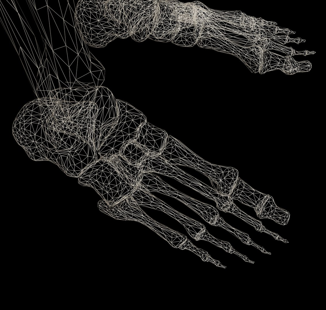rigged skelet 3d model