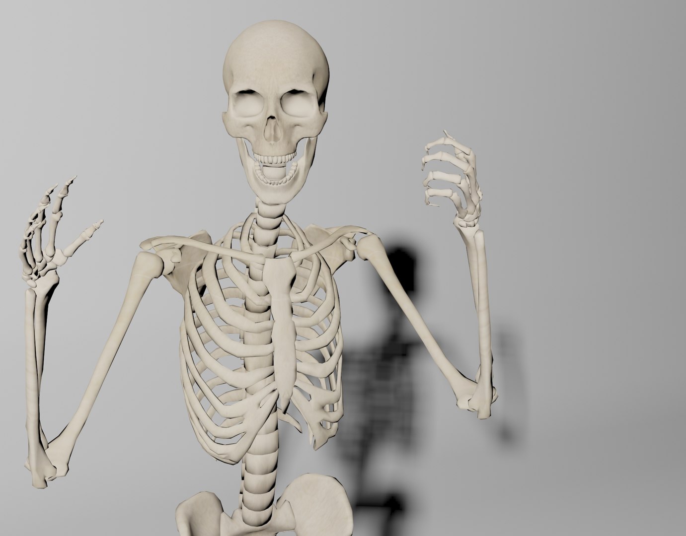 rigged skelet 3d model