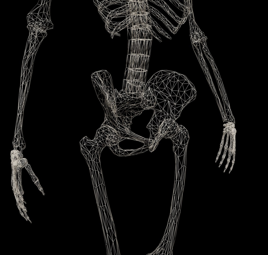 rigged skelet 3d model