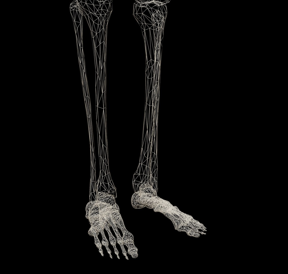 rigged skelet 3d model