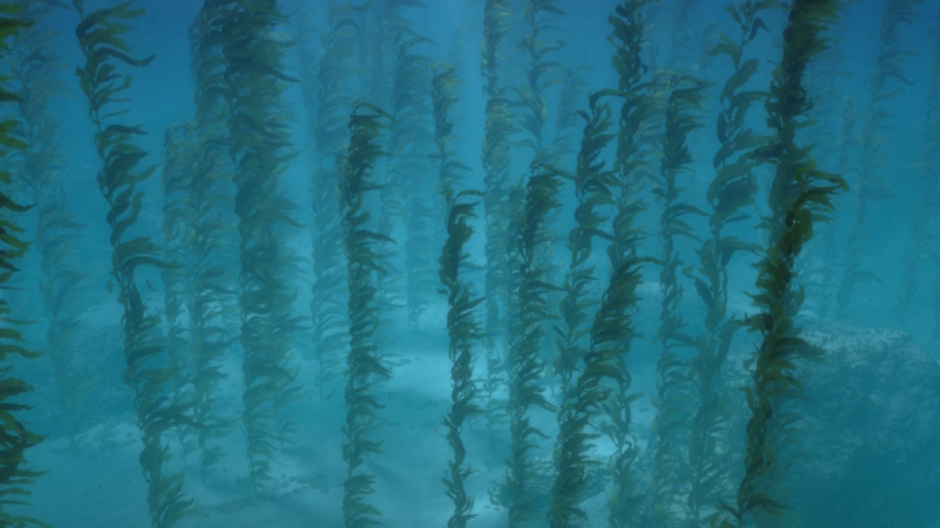 Photorealistic Seaweed 3D Model - TurboSquid 1325097