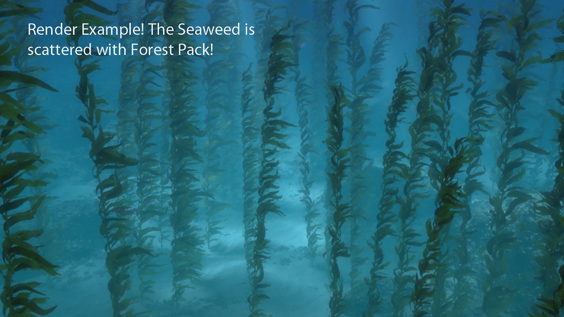 Photorealistic Seaweed 3D Model - TurboSquid 1325097