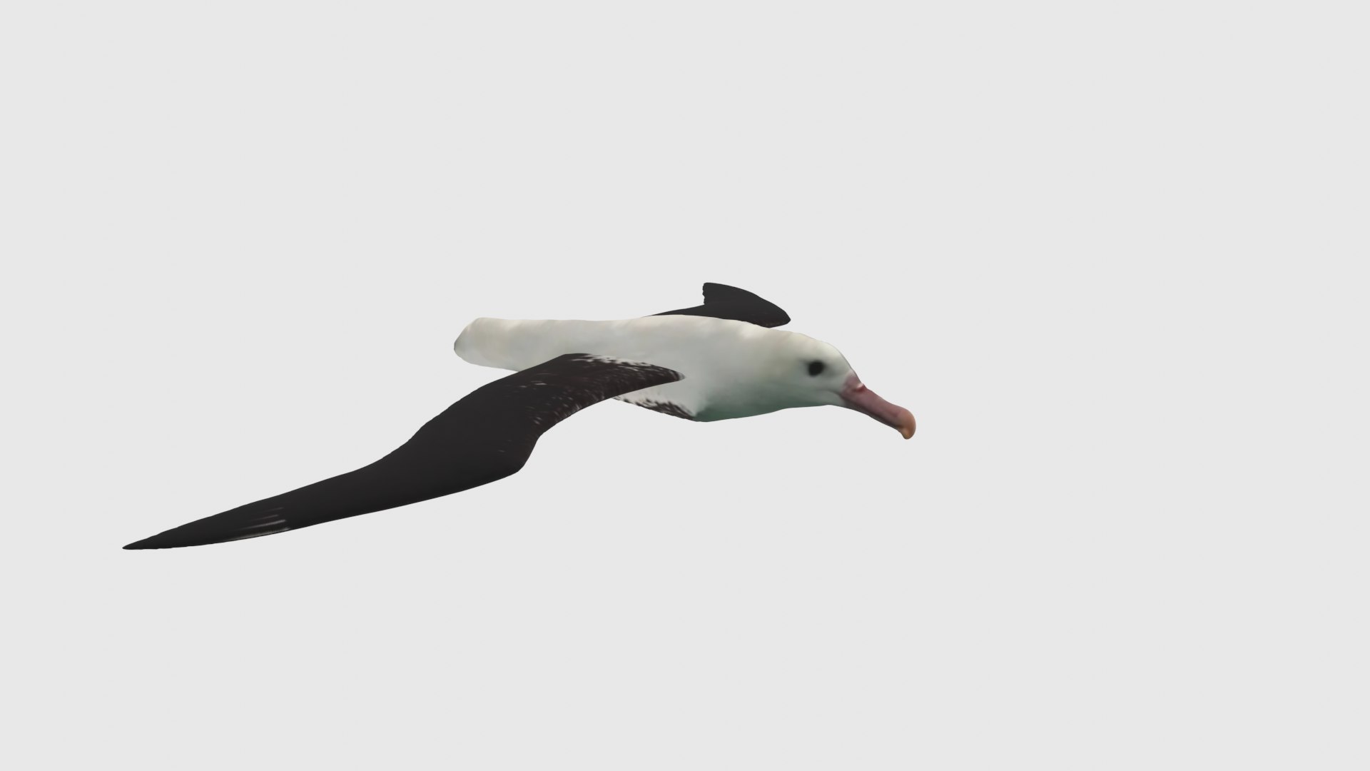 Low Poly Albatross Rigged With Realistic Texture 3D model - TurboSquid ...