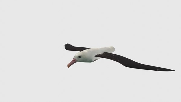 3D Albatross Models | TurboSquid