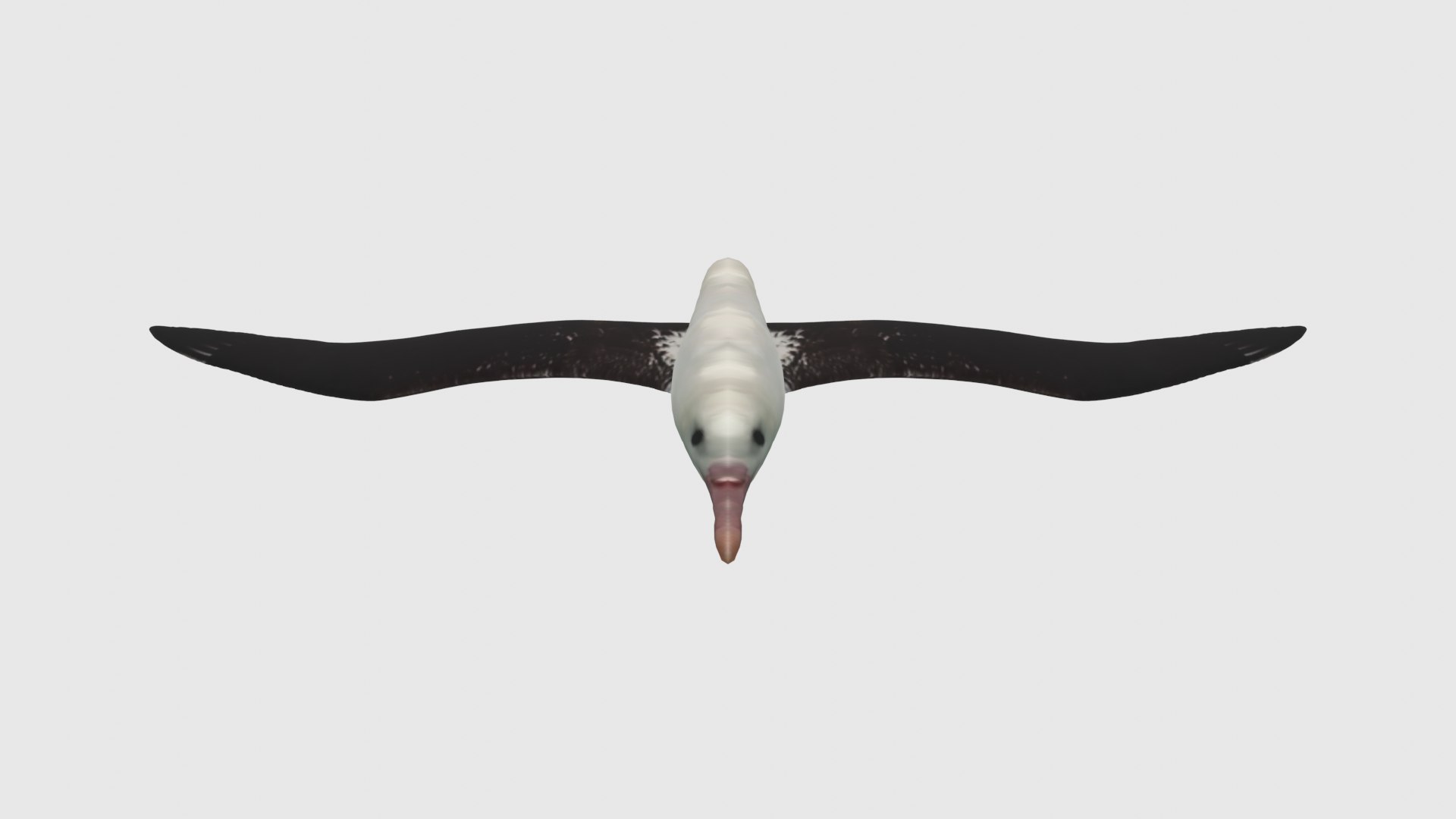 Low Poly Albatross Rigged With Realistic Texture 3D model - TurboSquid ...