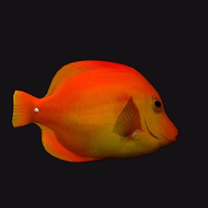3D powder red tang - TurboSquid 1244940