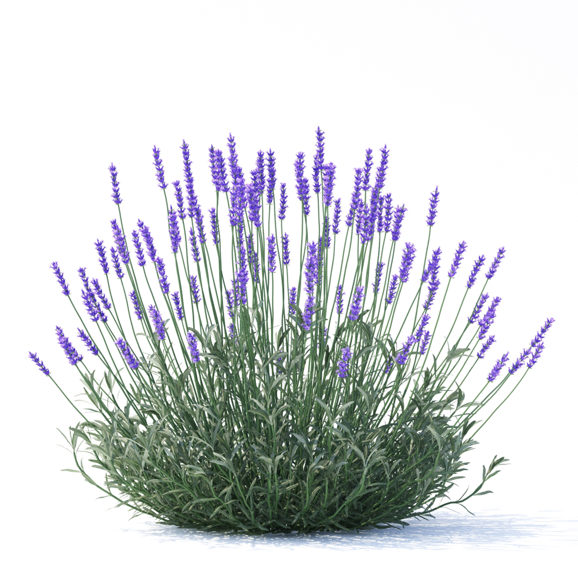 Lavandula angustifolia flower 3D 모델 - TurboSquid 1878602