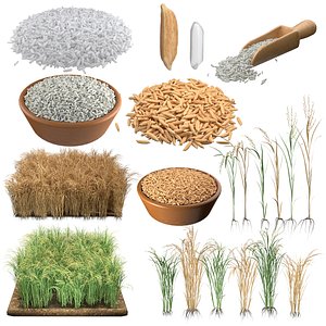 3D Rice Models - Browse & Download Formats - TurboSquid