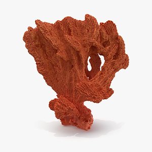 Sea Sponge 3D Models for Download | TurboSquid
