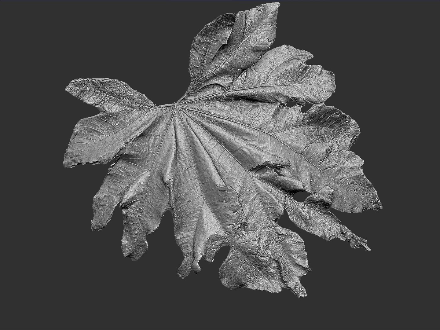 Tropical Leaf 3D Model | 1144378 | TurboSquid