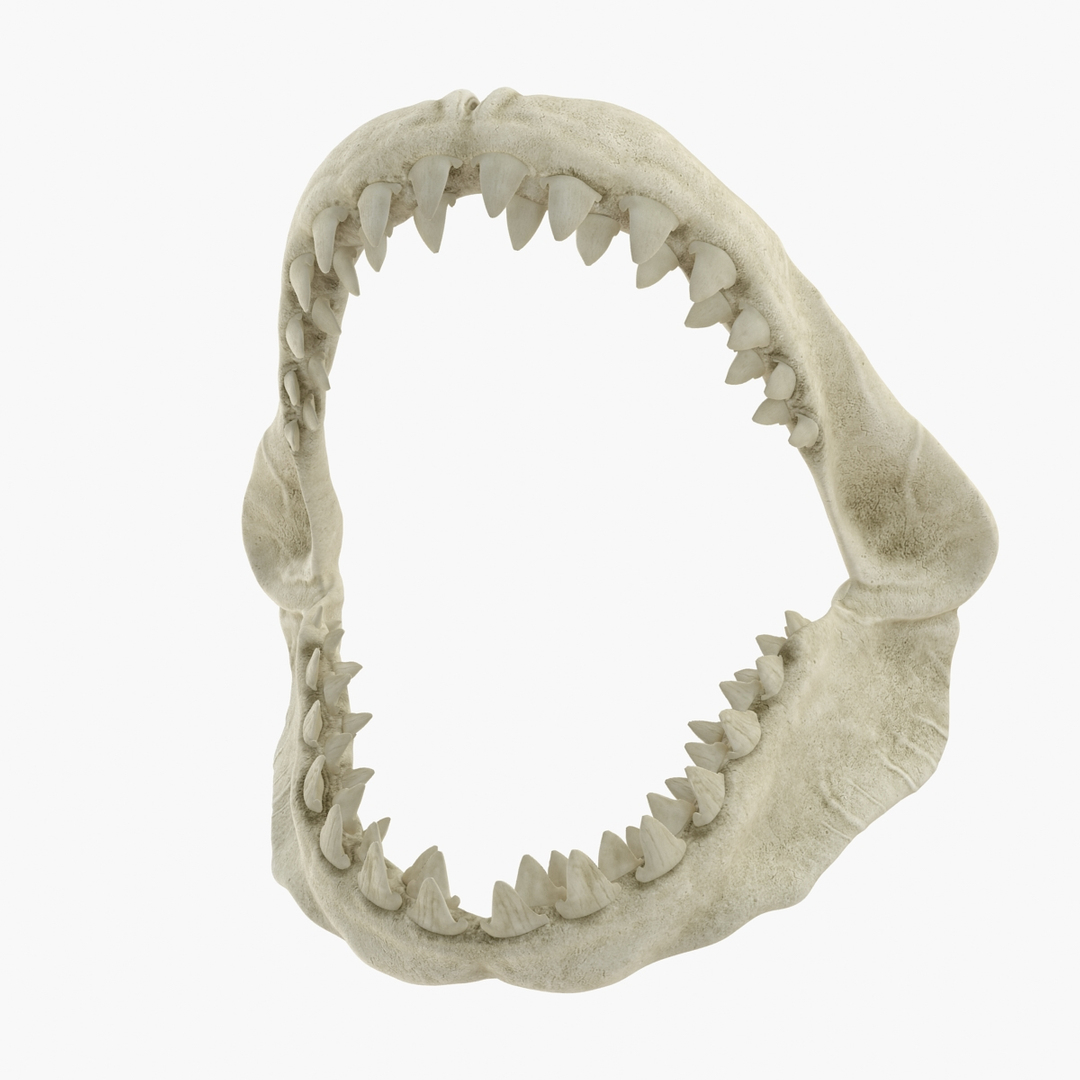 modelo 3d Colección de calaveras 2 - TurboSquid 1359939