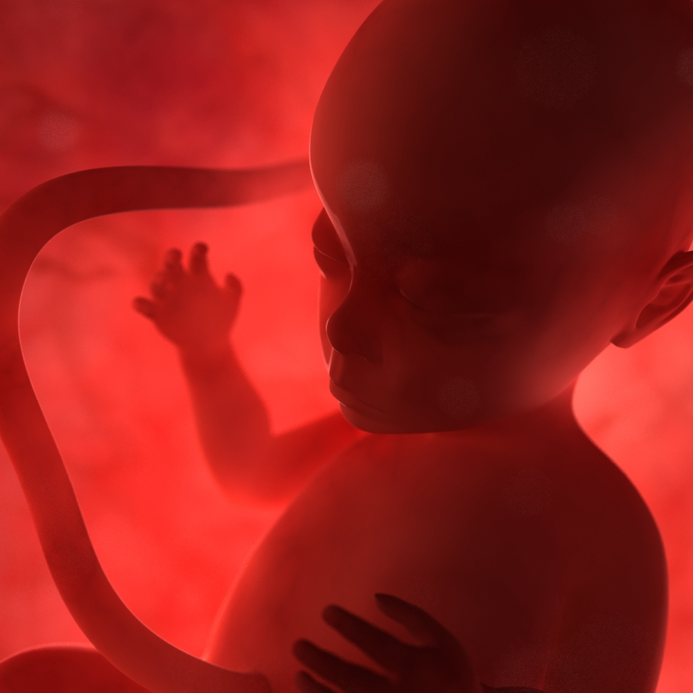 21 weeks fetus 3d model