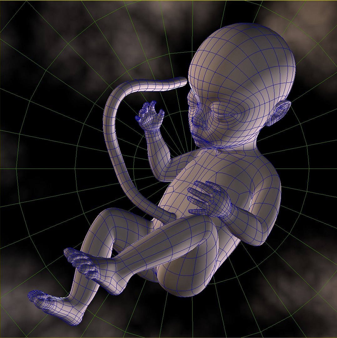 21 Weeks Fetus 3d Model