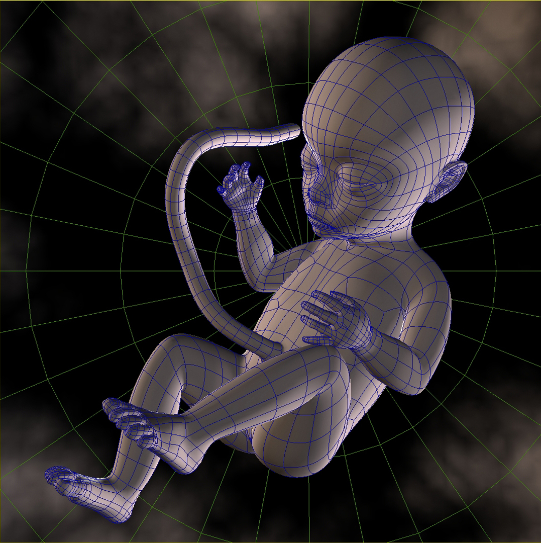 21 weeks fetus 3d model