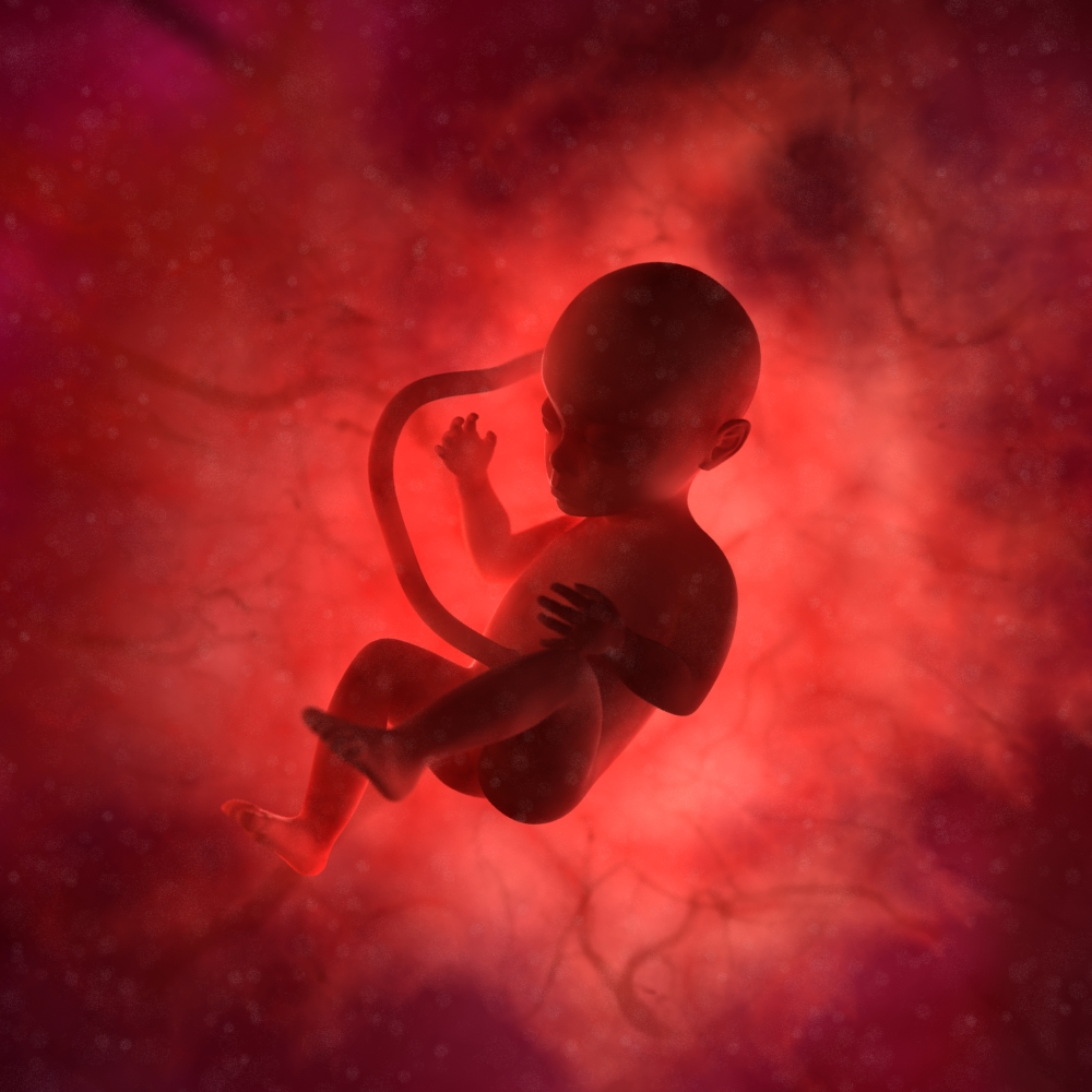 21 weeks fetus 3d model